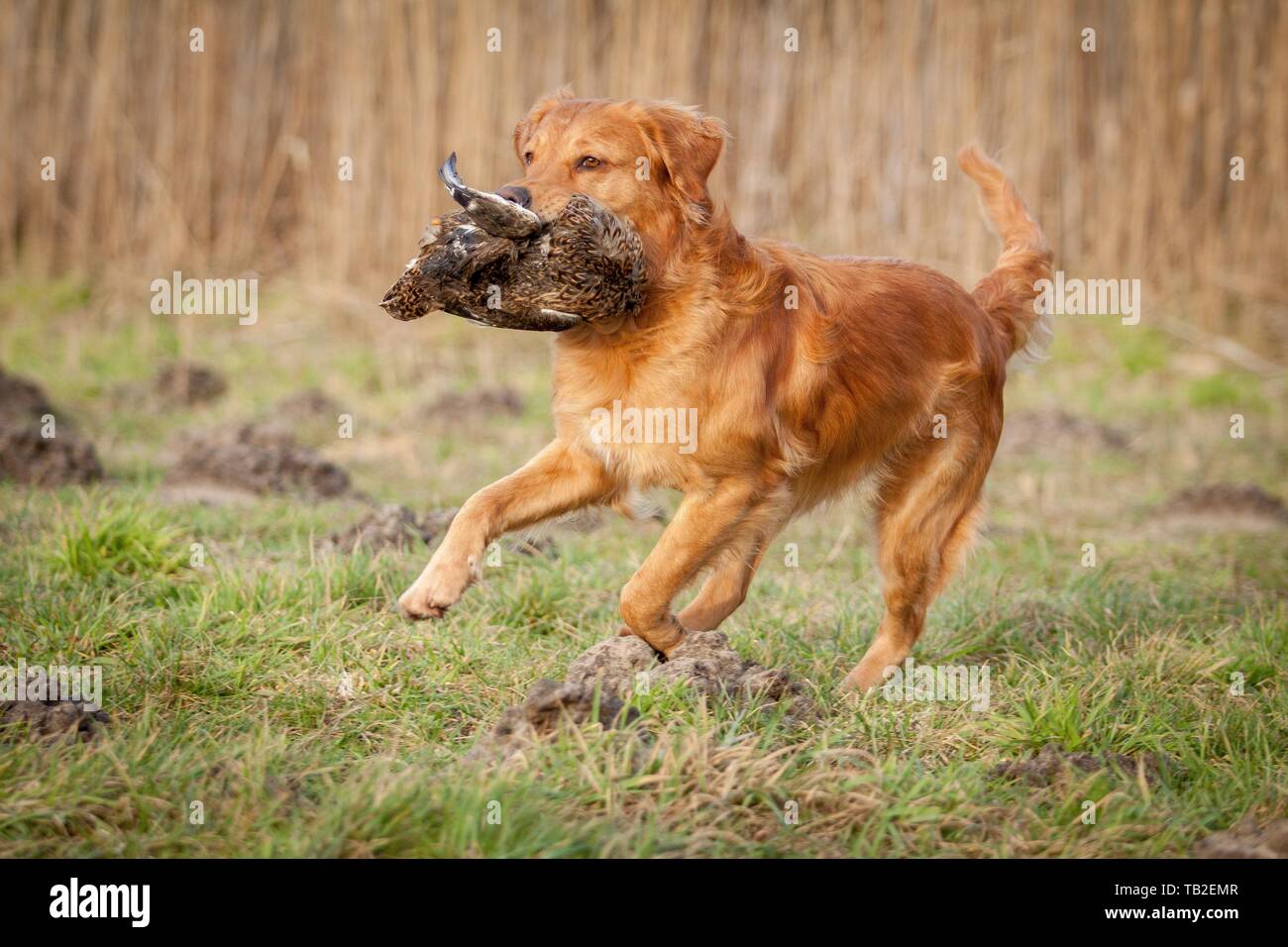 retrieving Golden Retriever Stock Photo - Alamy