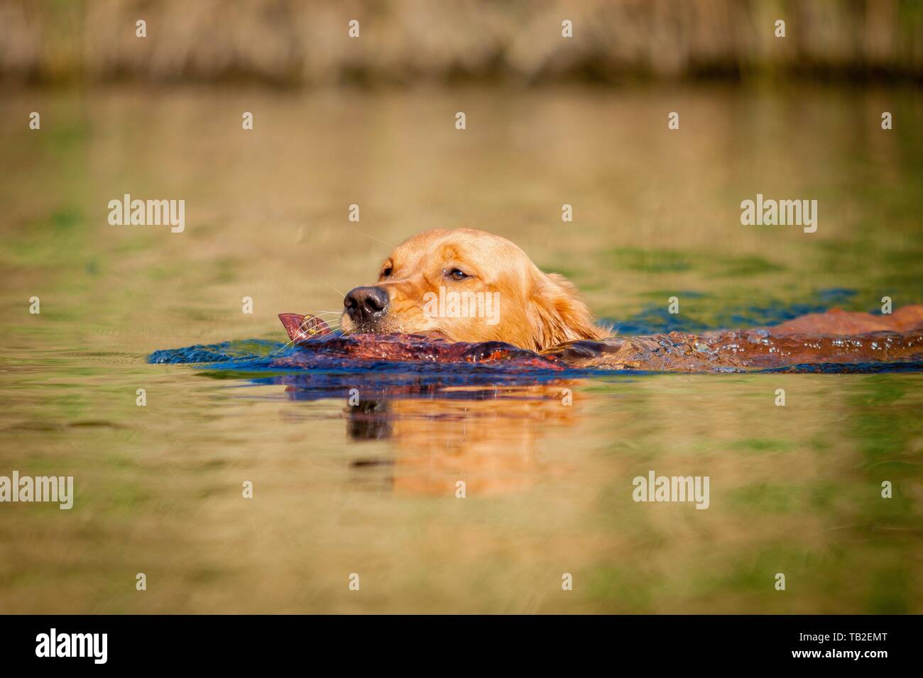 retrieving Golden Retriever Stock Photo - Alamy