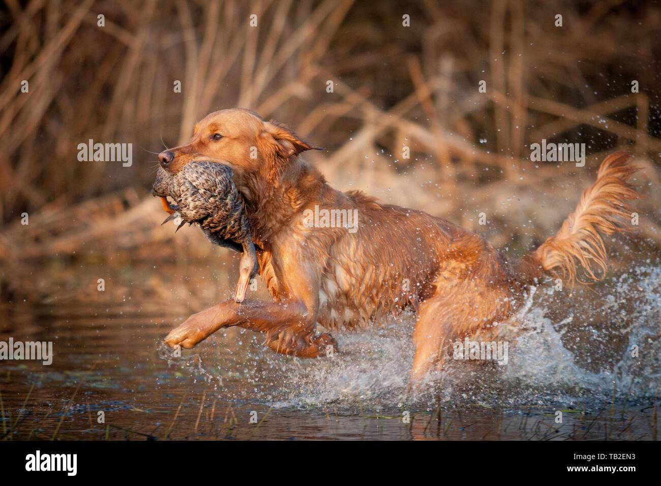 retrieving Golden Retriever Stock Photo - Alamy