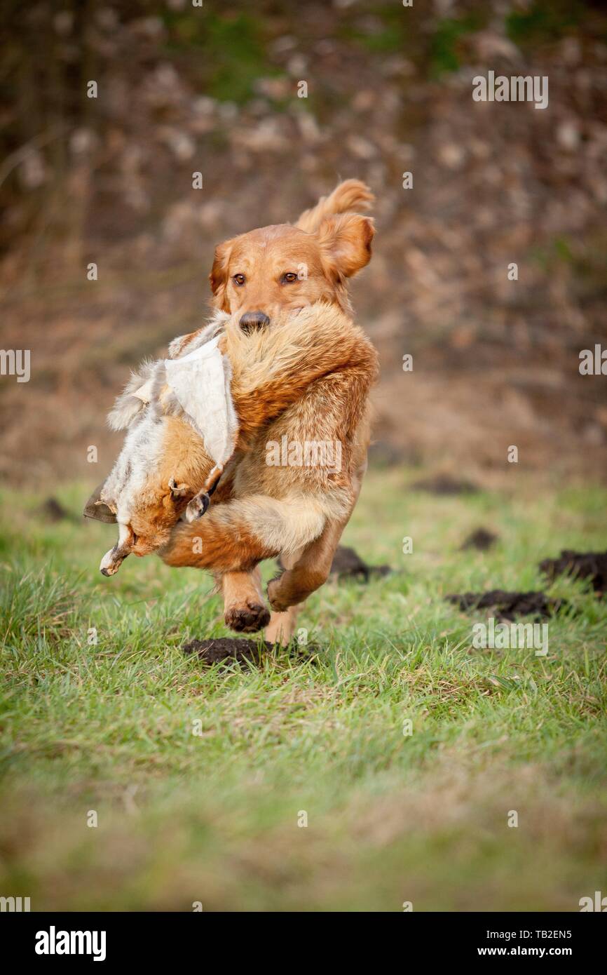 retrieving Golden Retriever Stock Photo - Alamy