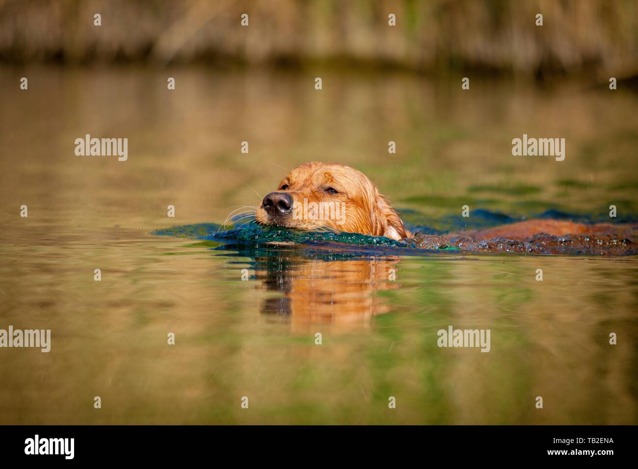 Retrieving Hunt High Resolution Stock Photography and Images - Alamy