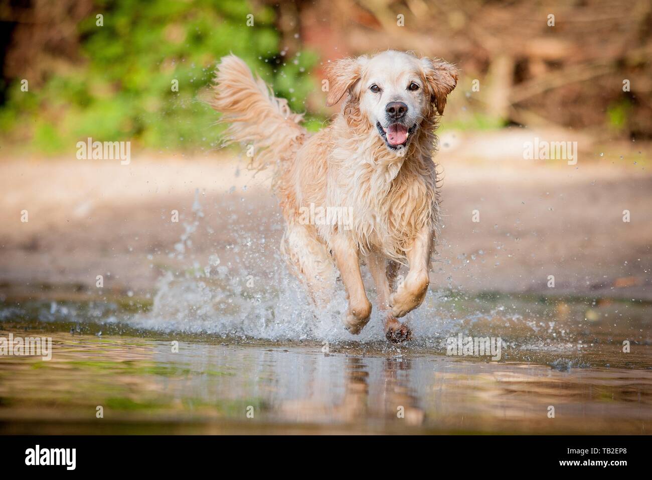 running Golden Retriever Stock Photo - Alamy
