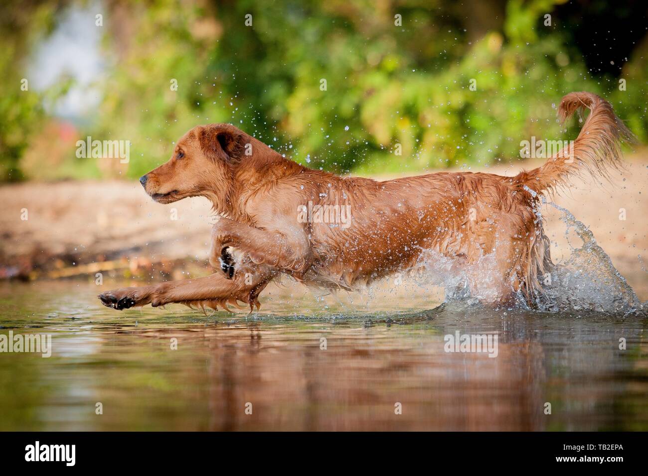 running Golden Retriever Stock Photo - Alamy