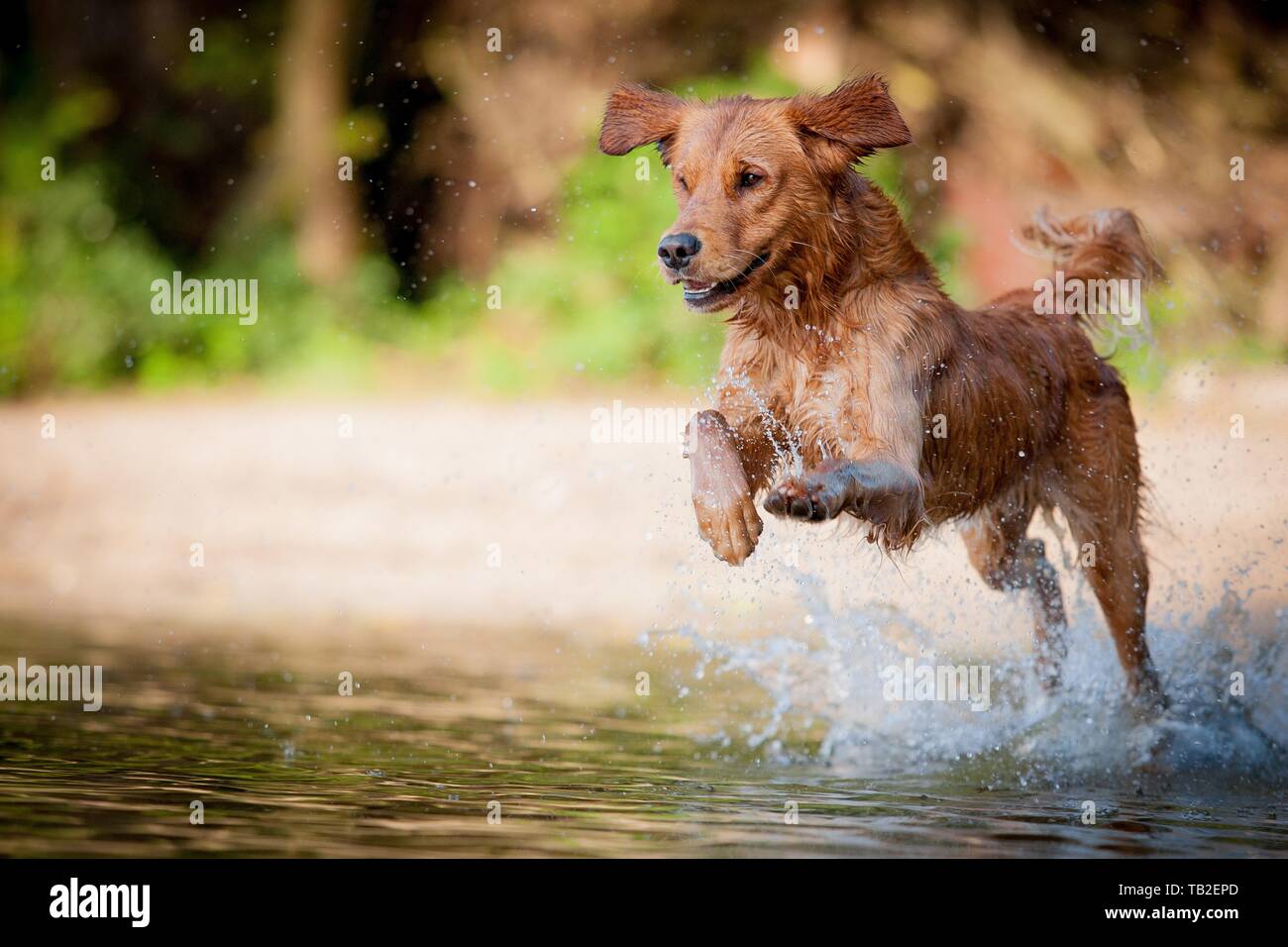 running Golden Retriever Stock Photo - Alamy