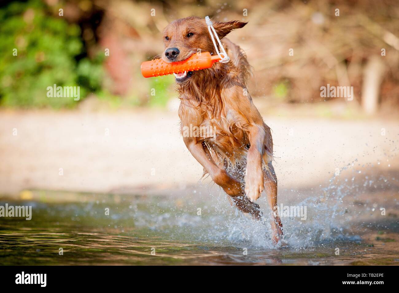 retrieving Golden Retriever Stock Photo - Alamy