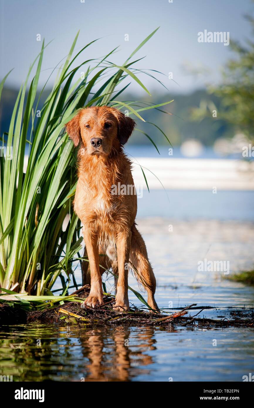 standing Golden Retriever Stock Photo - Alamy