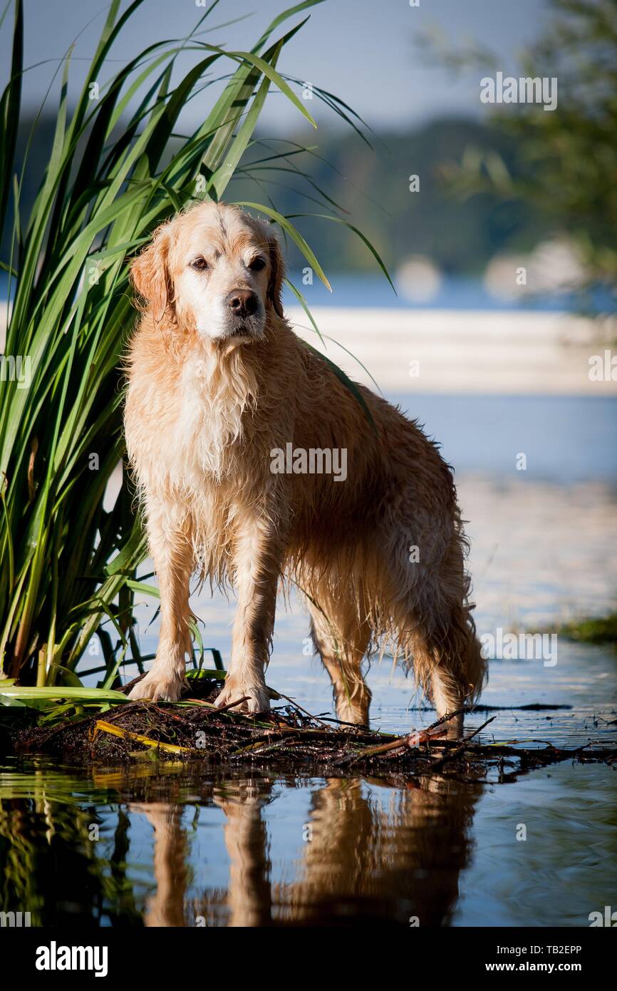 standing Golden Retriever Stock Photo - Alamy