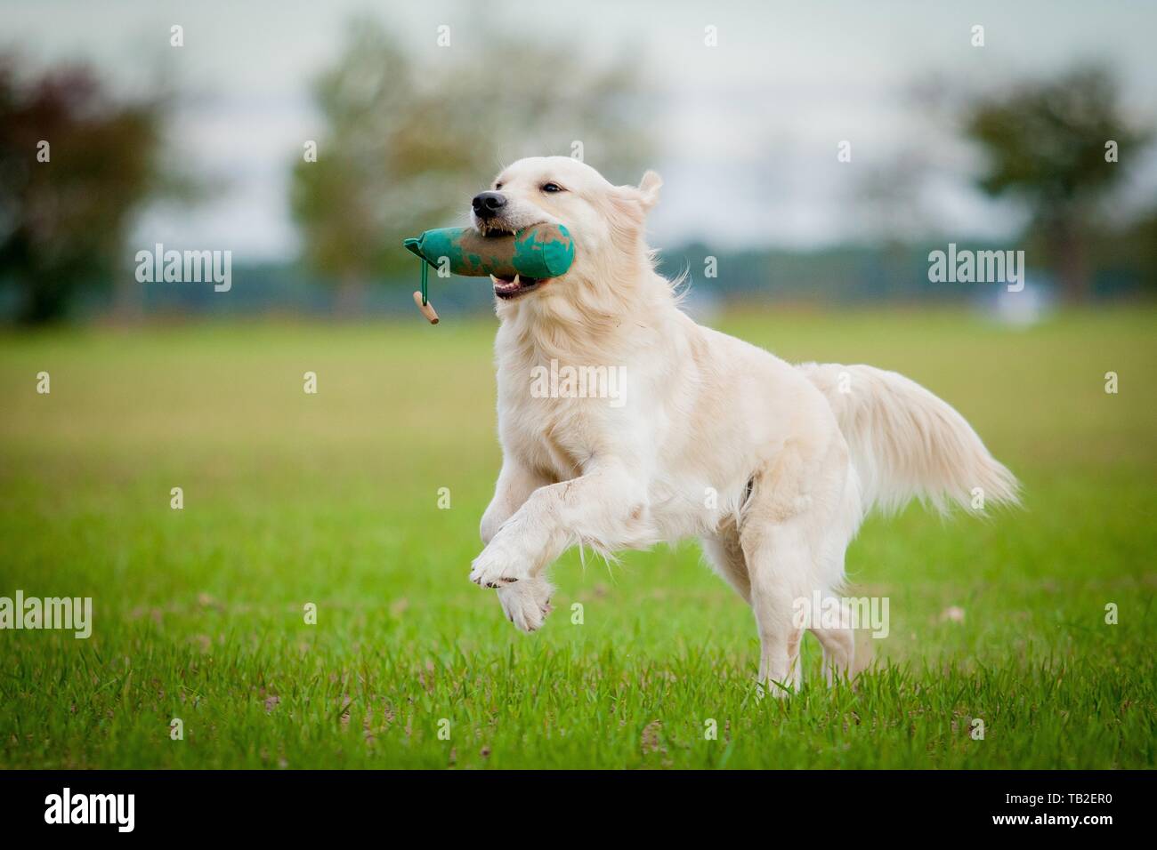 retrieving Golden Retriever Stock Photo - Alamy