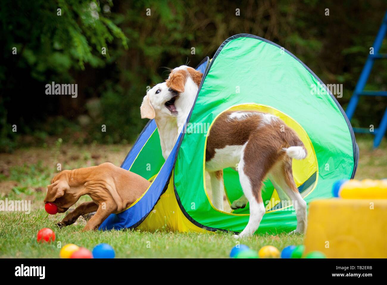 dog obedience school Stock Photo - Alamy