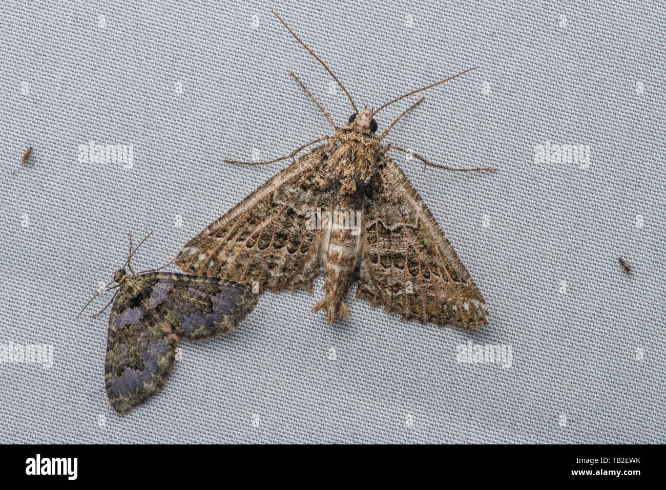 Geometrid moths hi-res stock photography and images - Alamy