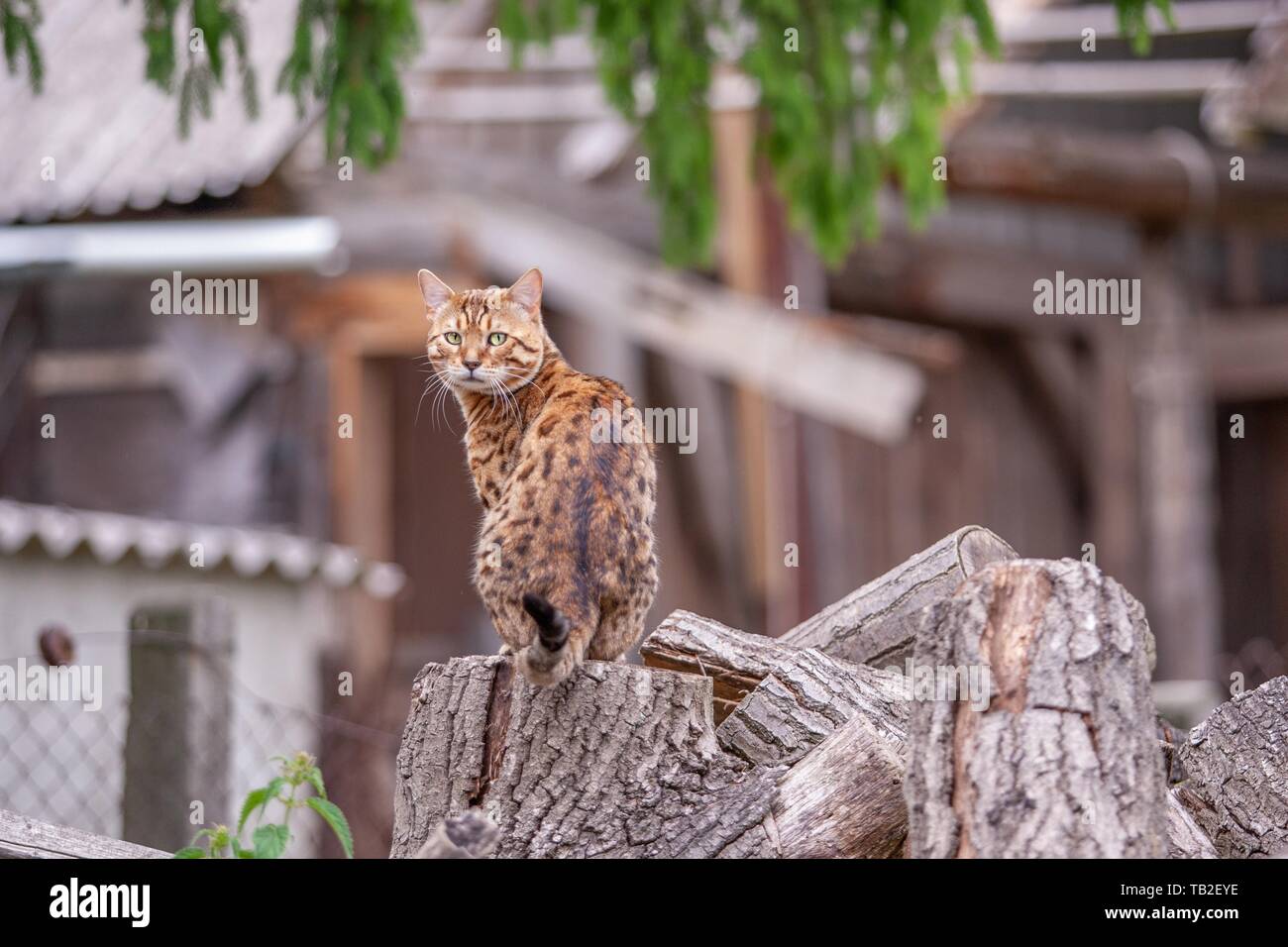 Bengal cat sits on tree hi-res stock photography and images - Alamy