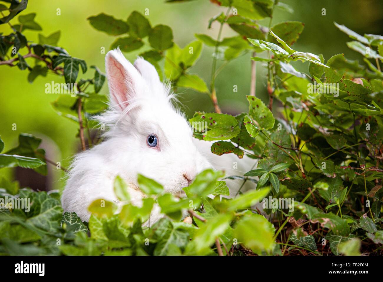 white dwarf rabbit Stock Photo - Alamy