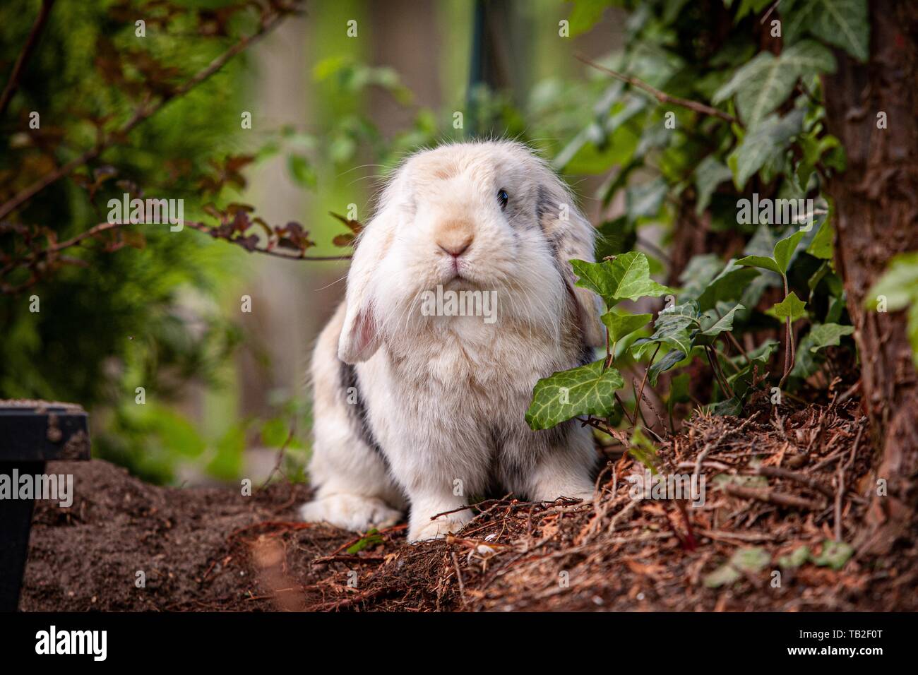 Mini Lop Rabbits High Resolution Stock Photography and Images - Alamy