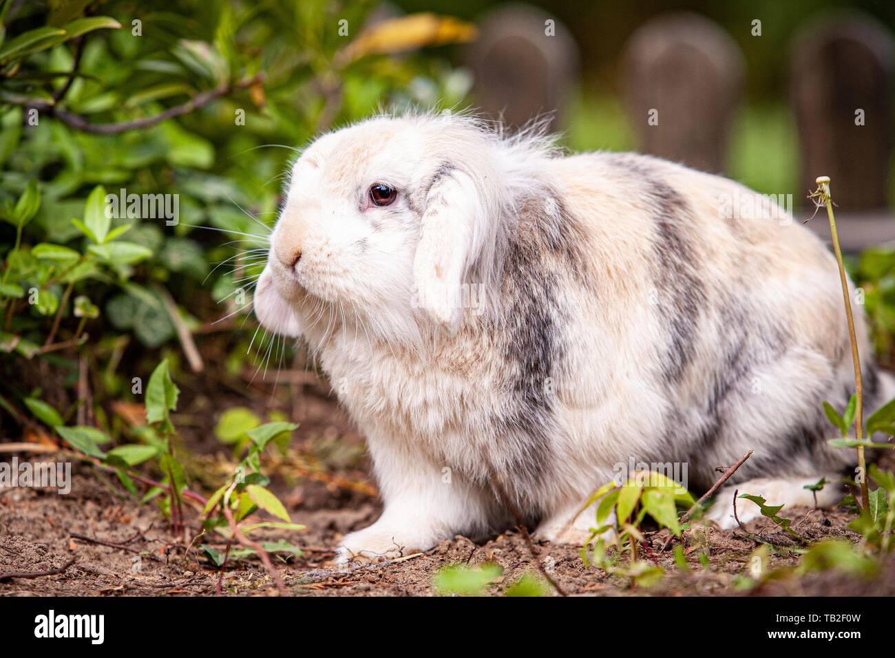 Dwarf Animals High Resolution Stock Photography and Images - Alamy