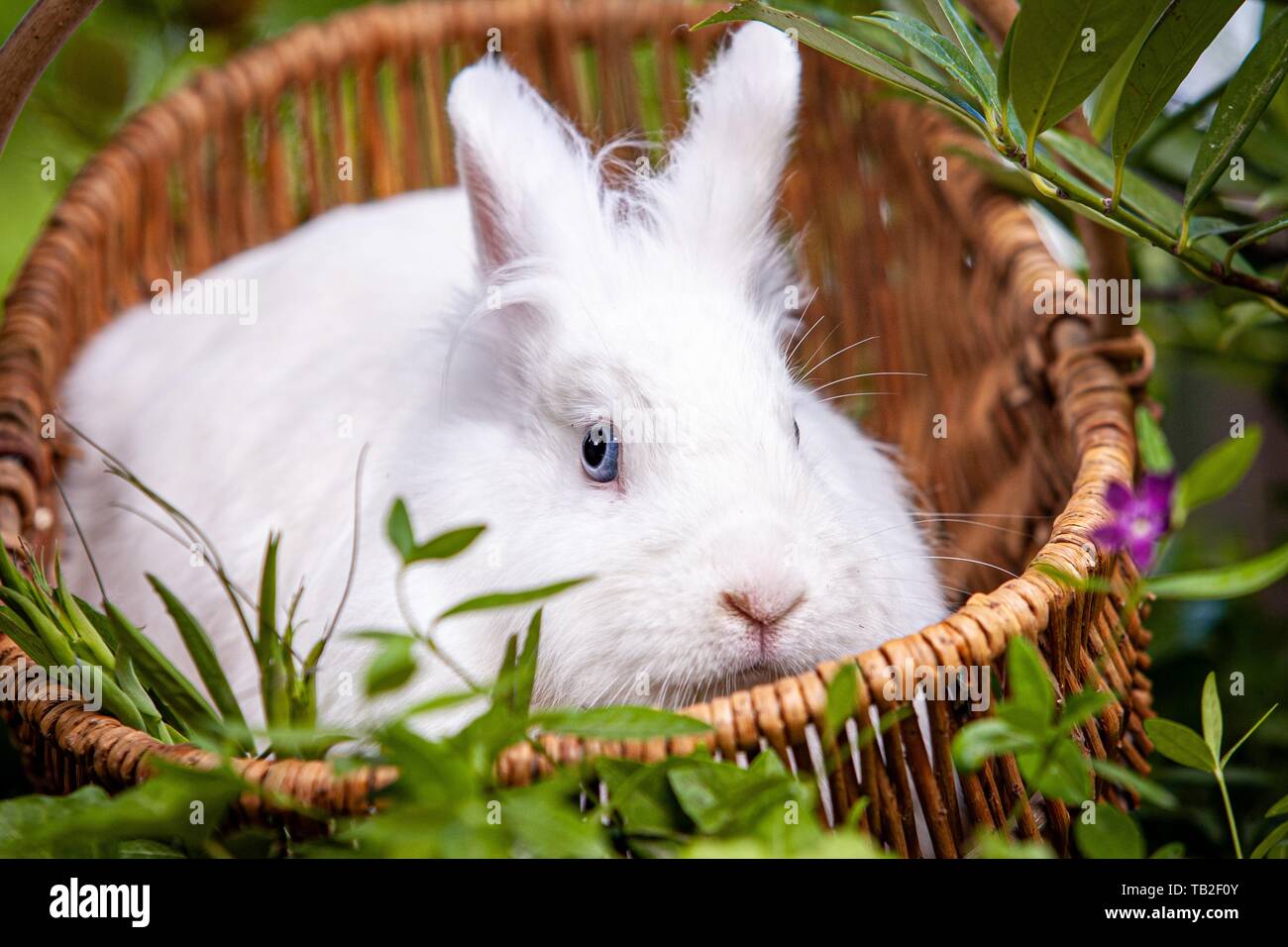 white dwarf rabbit Stock Photo - Alamy