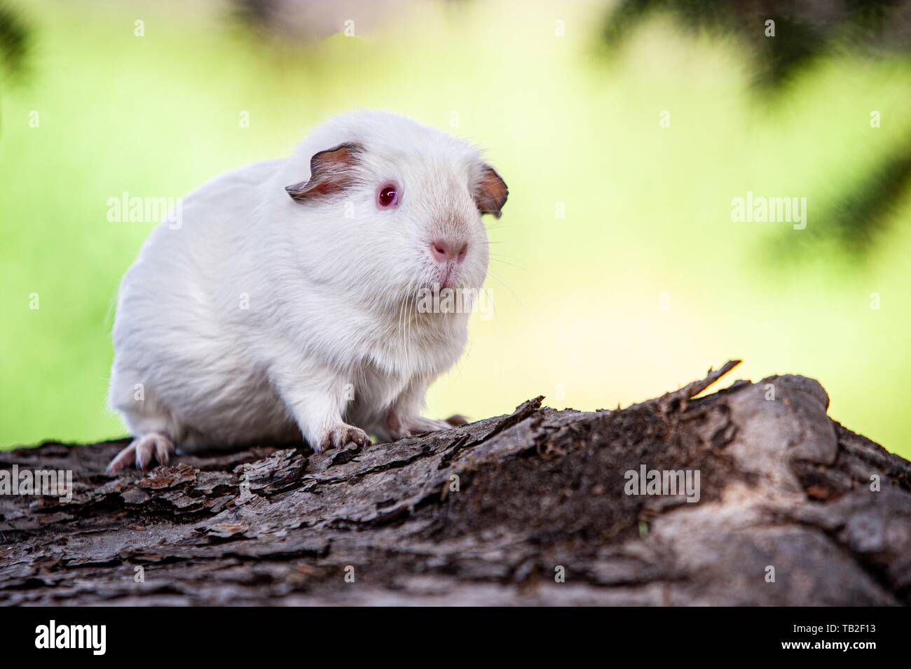 English Crested guinea pig Stock Photo - Alamy