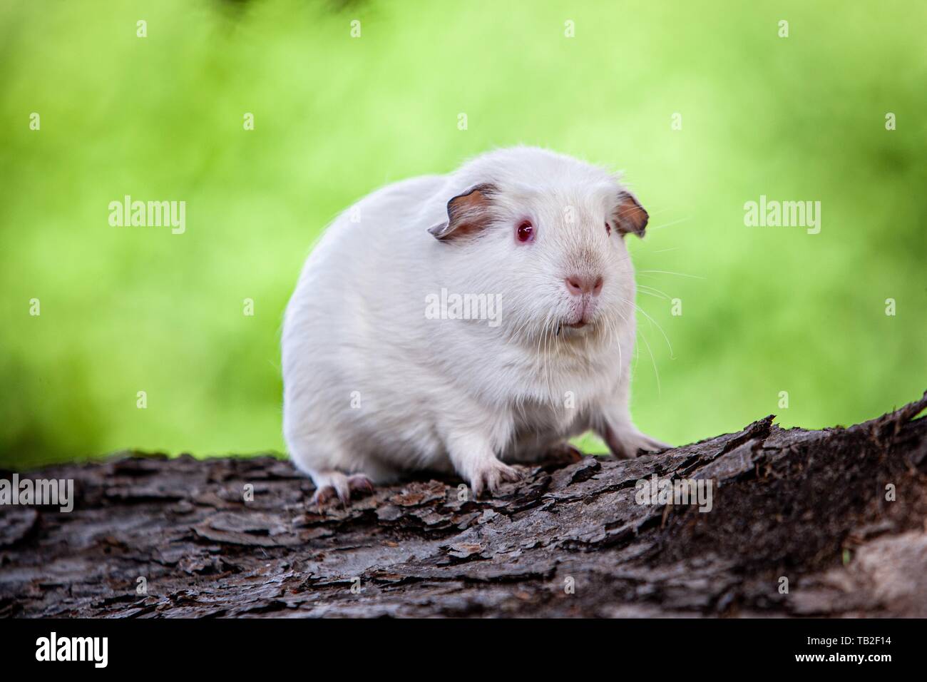 English Crested guinea pig Stock Photo - Alamy