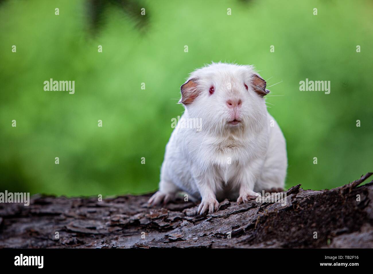 English crested guinea pig hi-res stock photography and images - Alamy