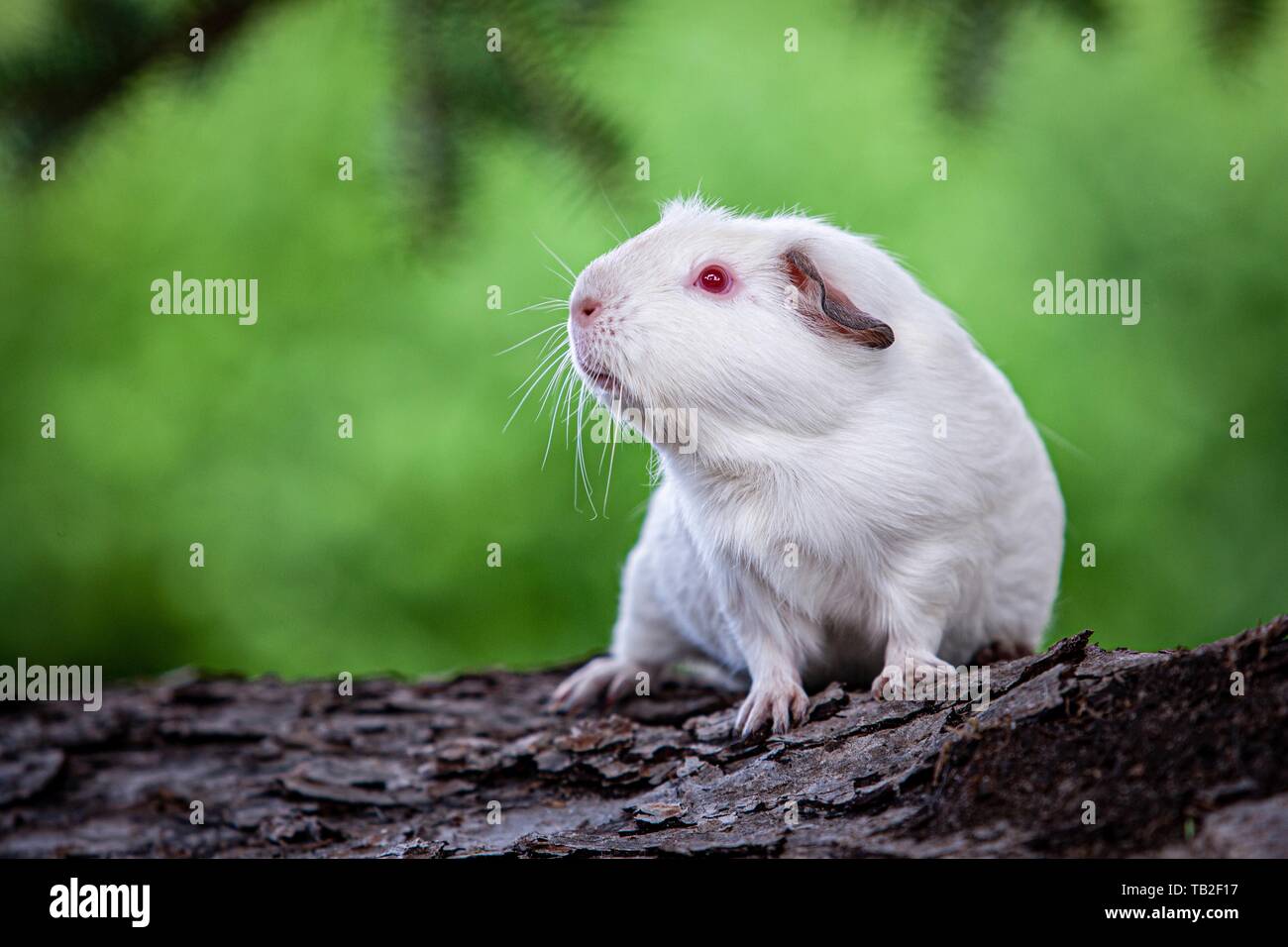 English Crested guinea pig Stock Photo - Alamy