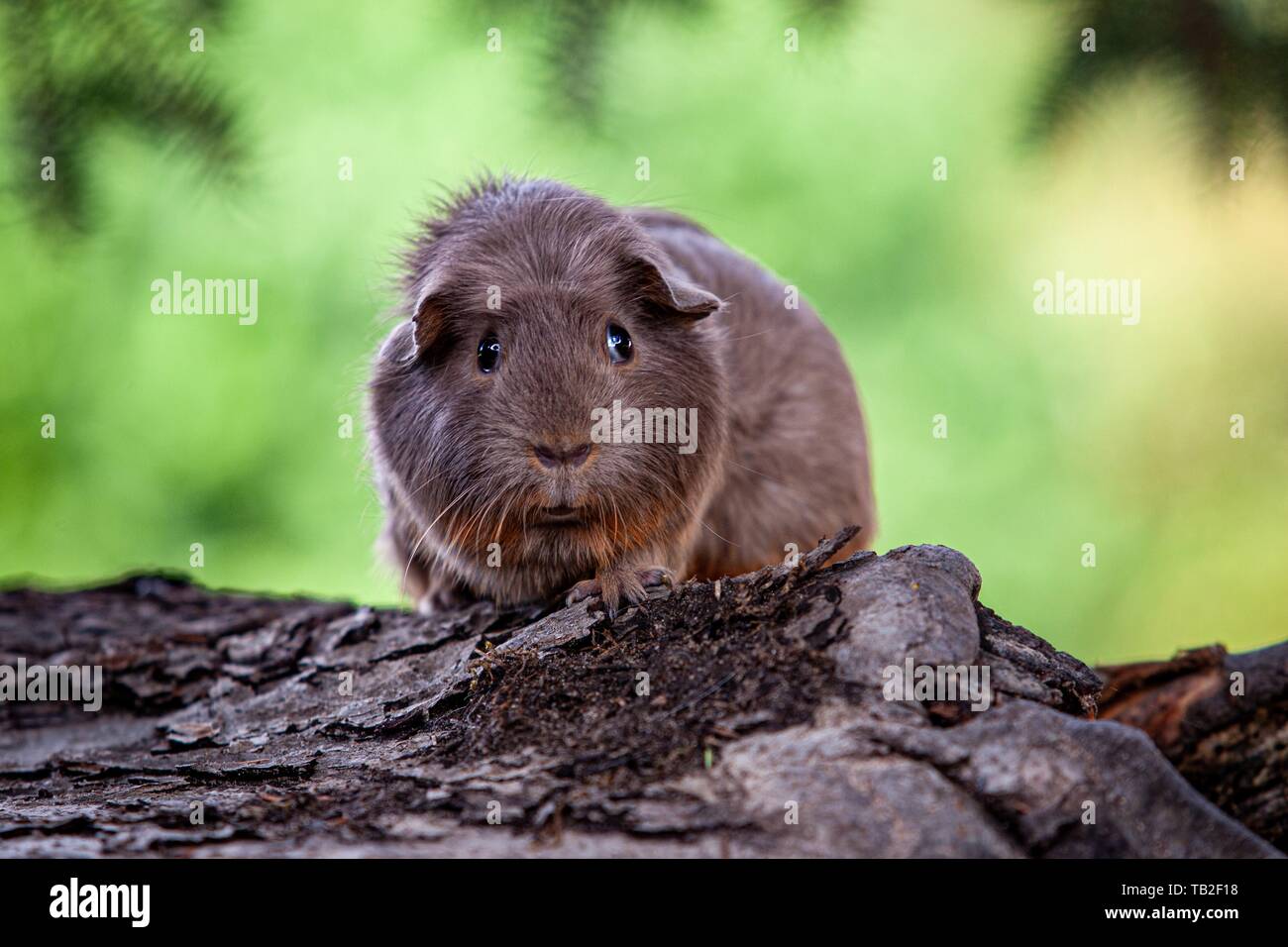 English crested guinea pigs hi-res stock photography and images - Alamy