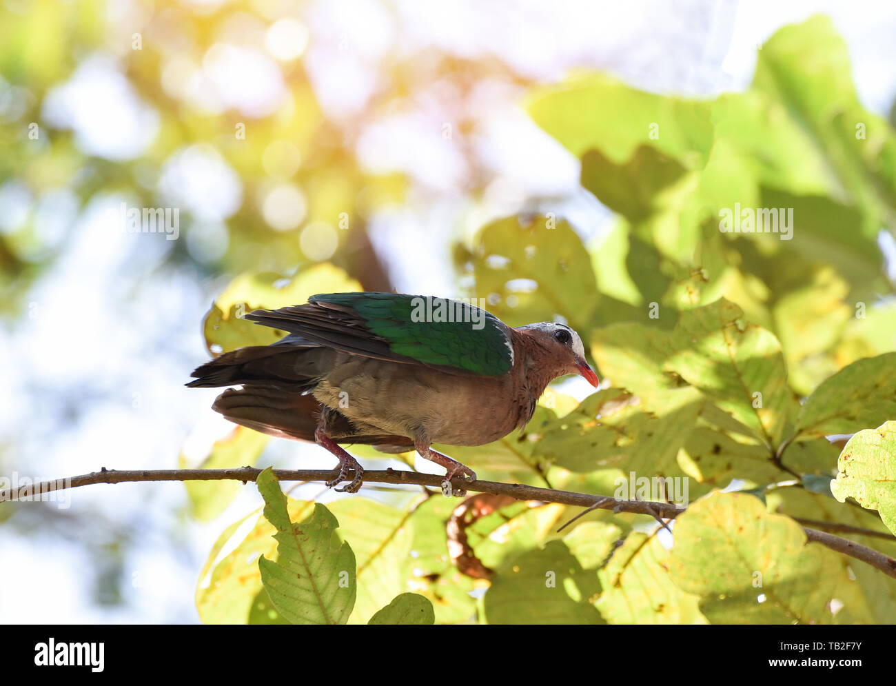 Common asian emerald bird dove green wing sitting on branch tree nature ...