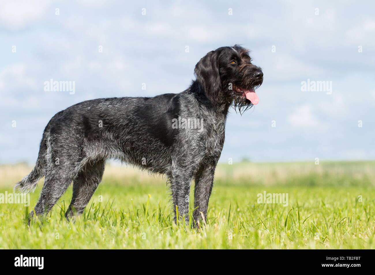 German wire haired pointer hi-res stock photography and images - Alamy