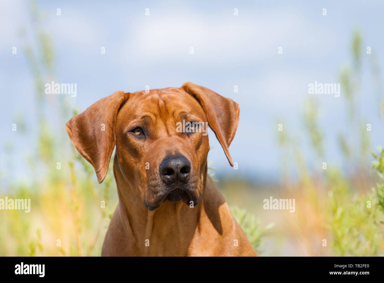 Rhodesian Ridgeback Portrait Stock Photo - Alamy
