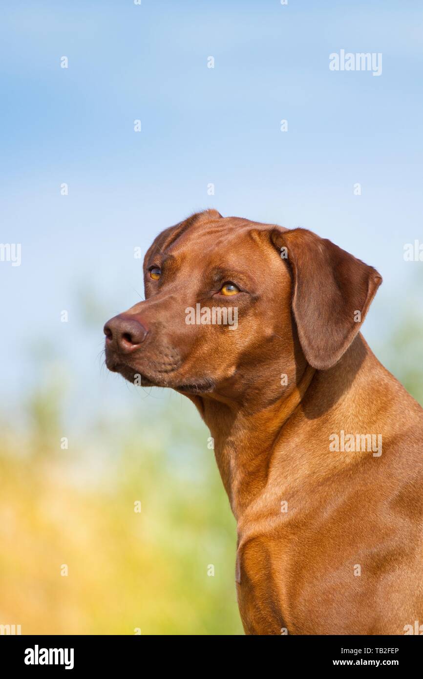 Rhodesian Ridgeback Portrait Stock Photo - Alamy