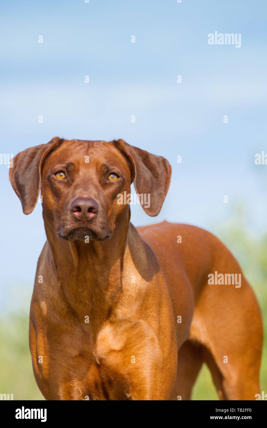 Rhodesian Ridgeback Portrait Stock Photo - Alamy