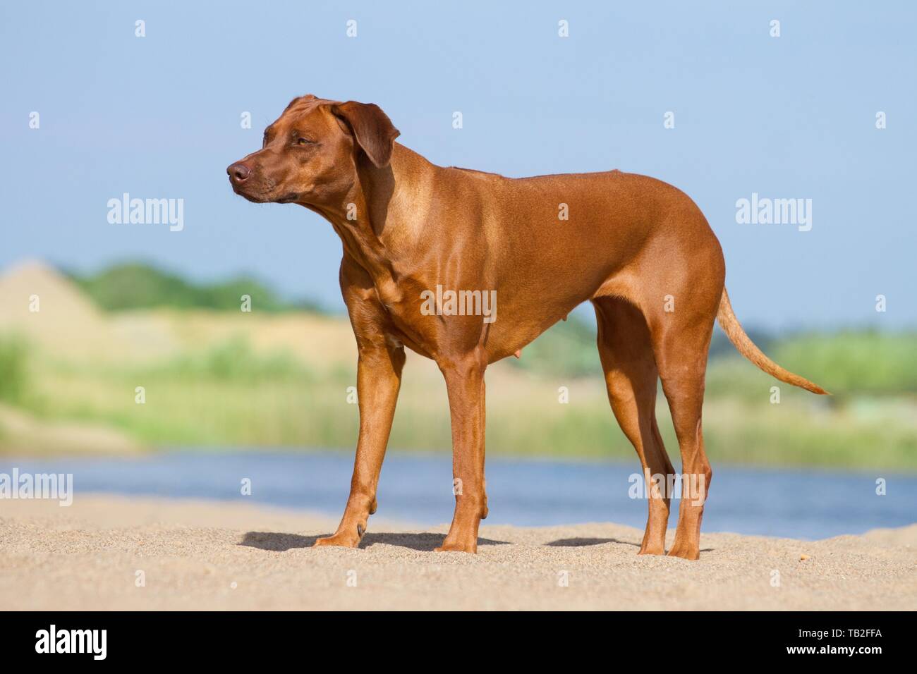Rhodesian High Resolution Stock Photography and Images - Alamy
