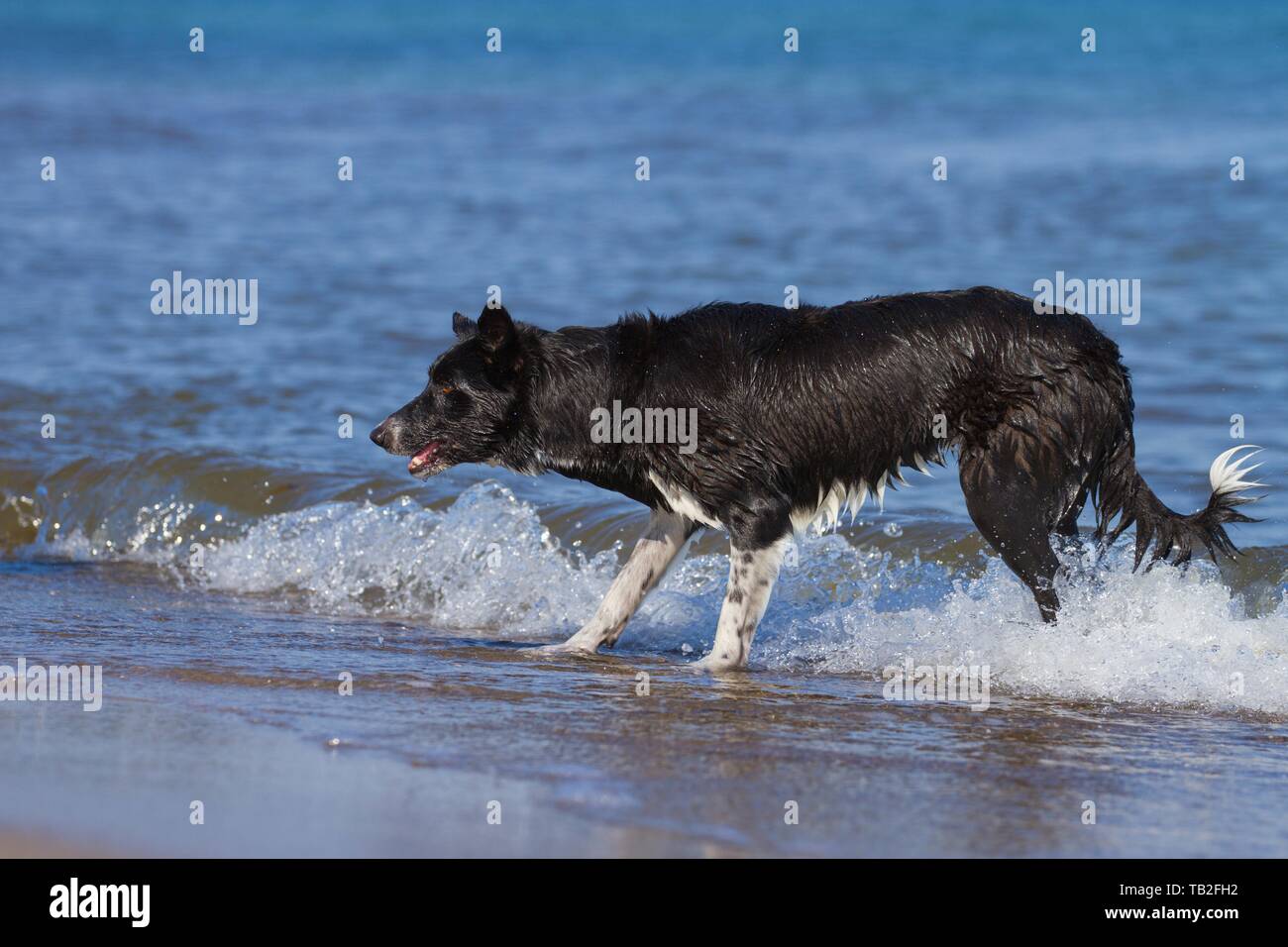 bathing Border Collie Stock Photo - Alamy
