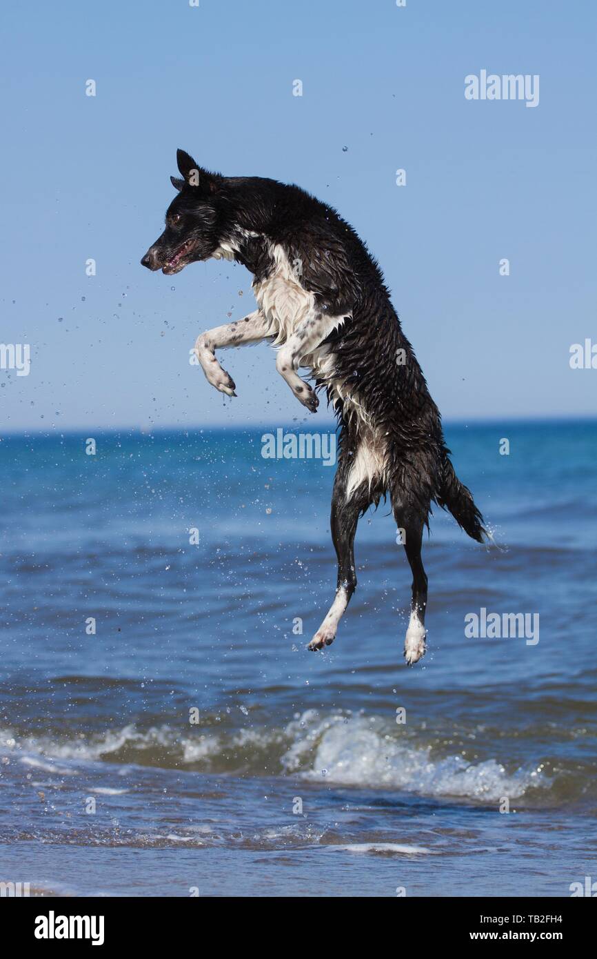 jumping Border Collie Stock Photo - Alamy