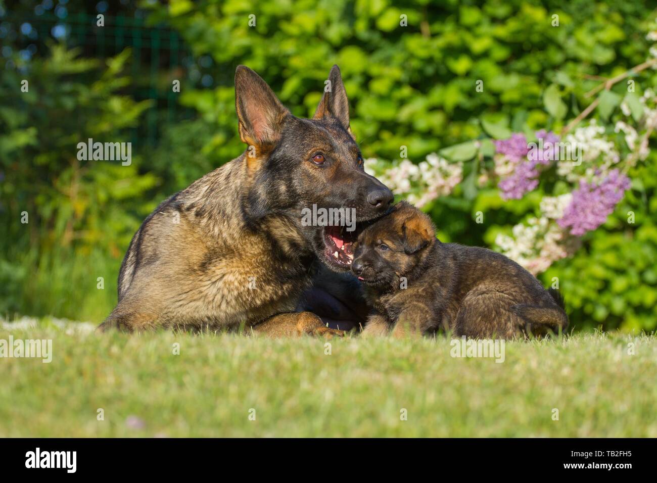 German shepherd puppies mother hi-res stock photography and images - Alamy