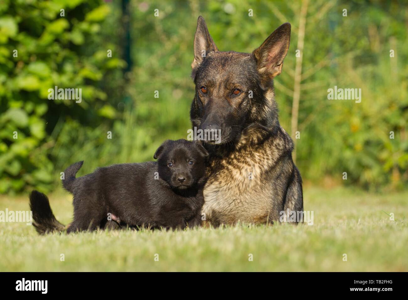 German shepherd puppies mother hi-res stock photography and images - Alamy