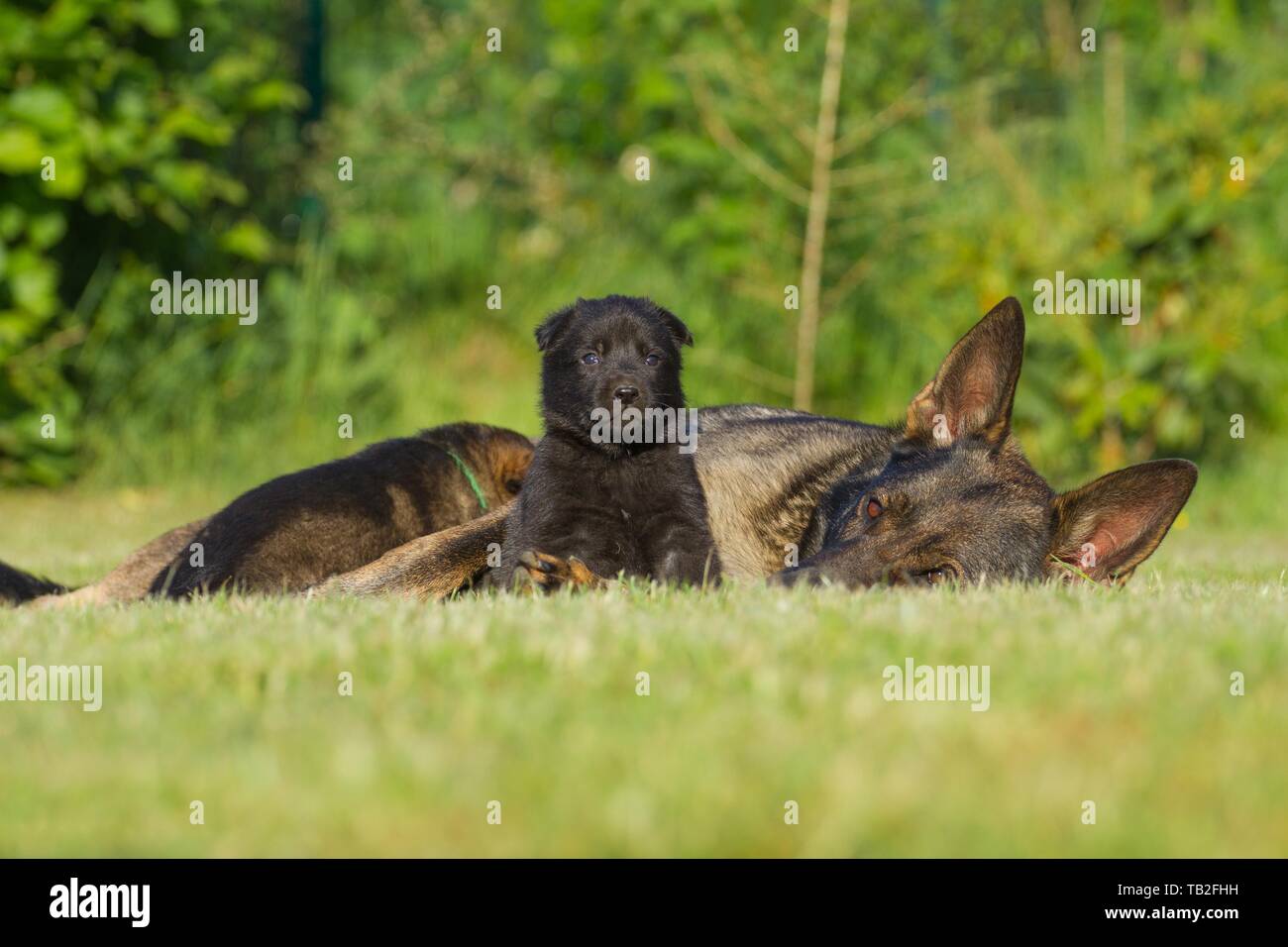 German shepherd puppies mother hi-res stock photography and images - Alamy