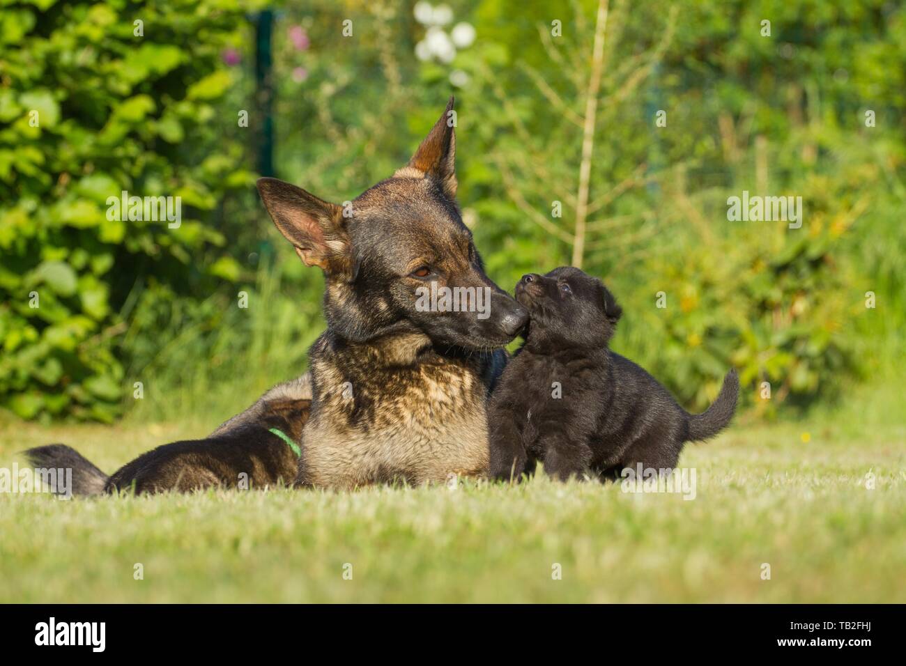 German shepherd dog mother pup hi-res stock photography and images - Alamy