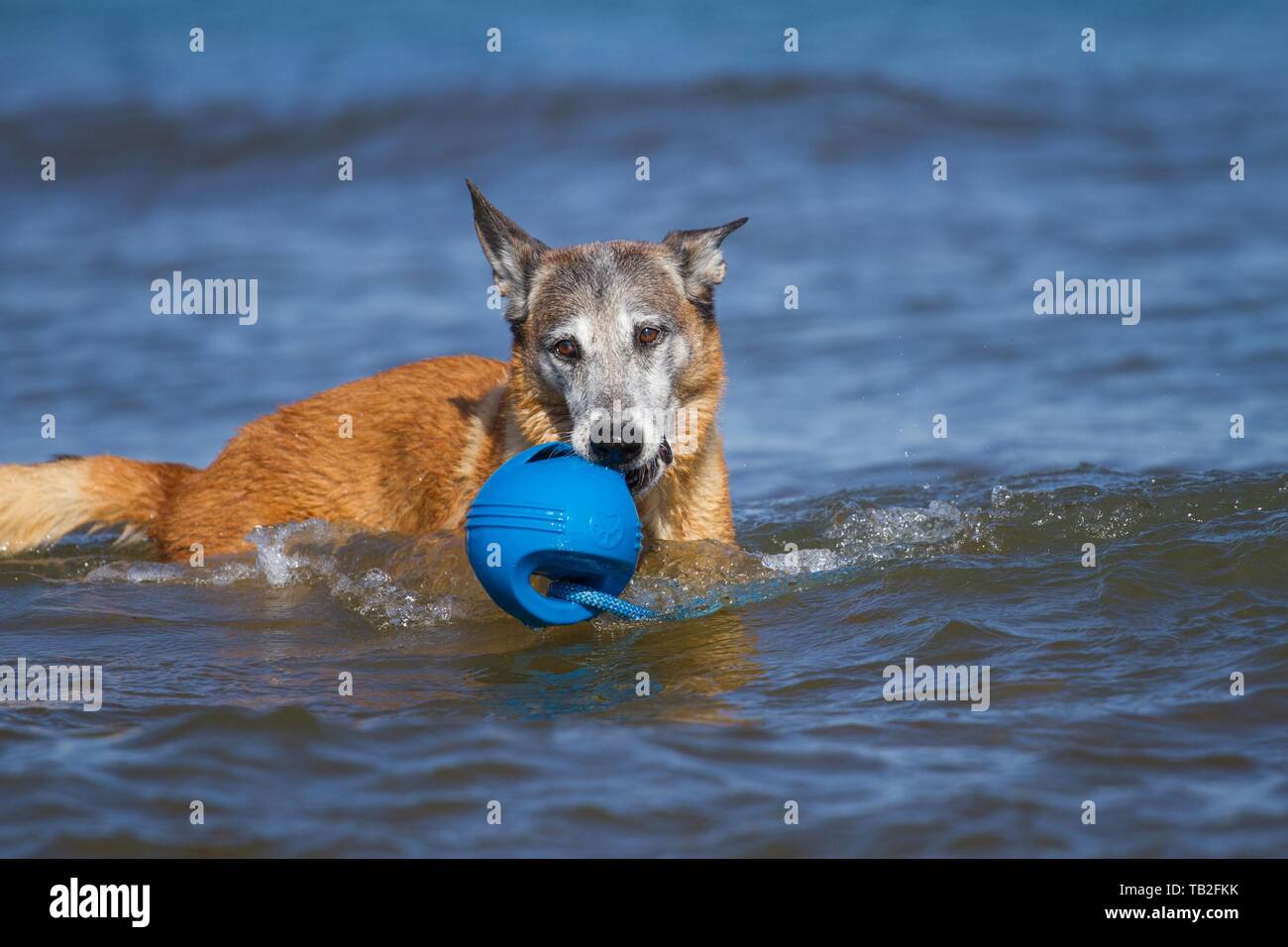 Malinois fetching hi-res stock photography and images - Alamy