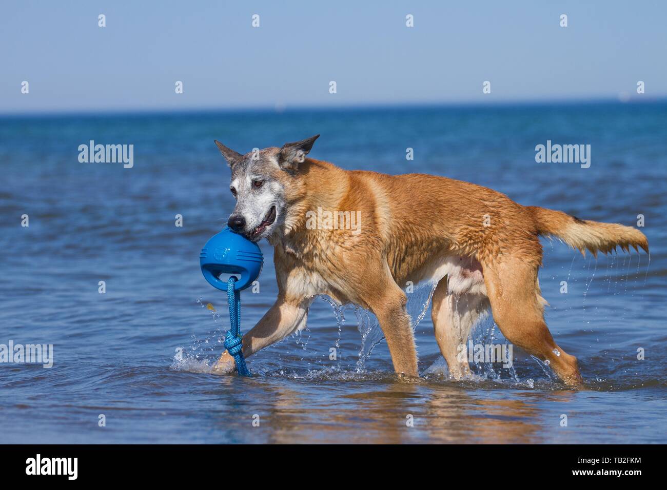 Malinois fetching hi-res stock photography and images - Alamy
