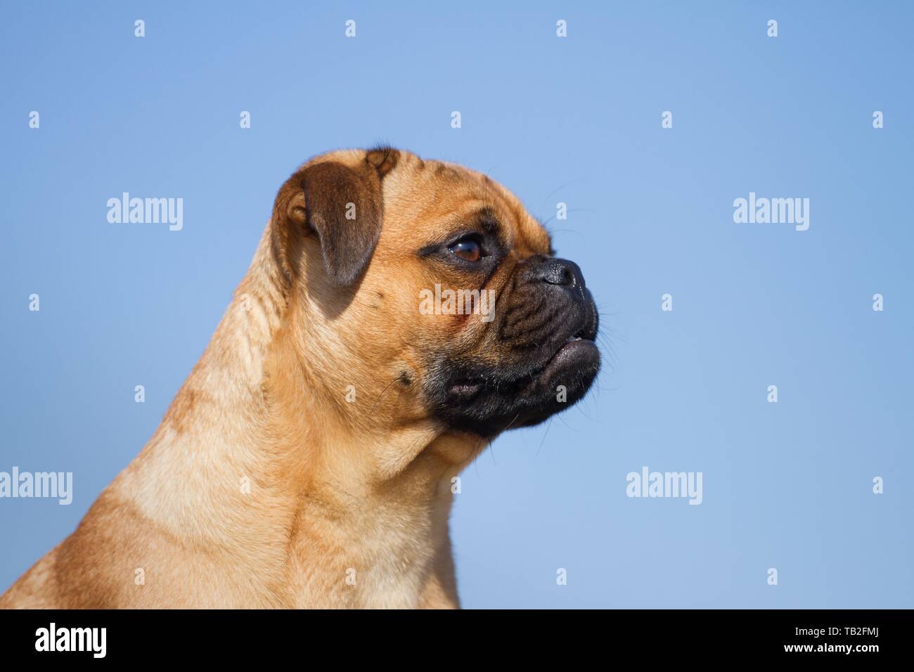 Pinscher pug hi-res stock photography and images - Alamy