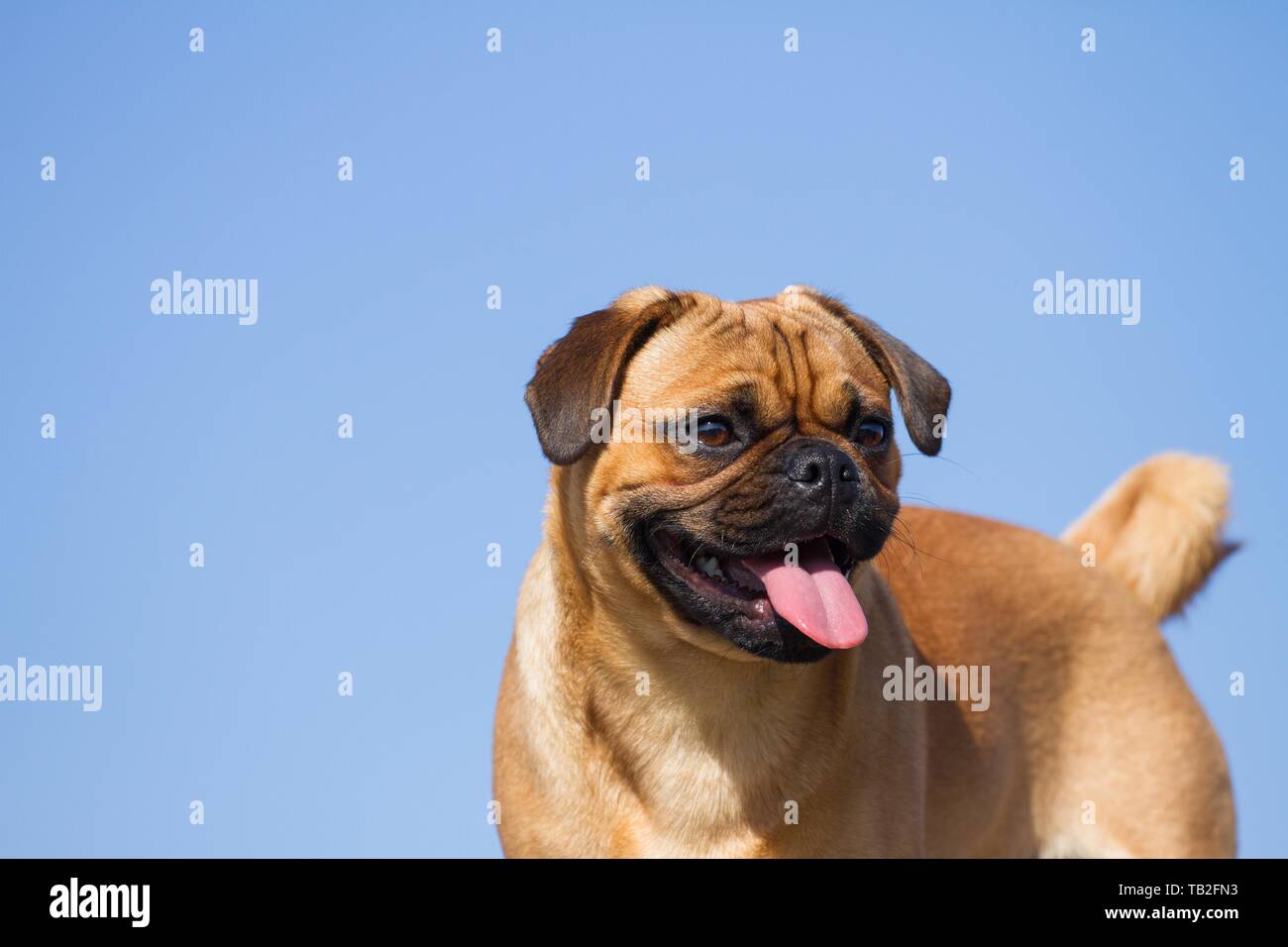 Pinscher pug hi-res stock photography and images - Alamy