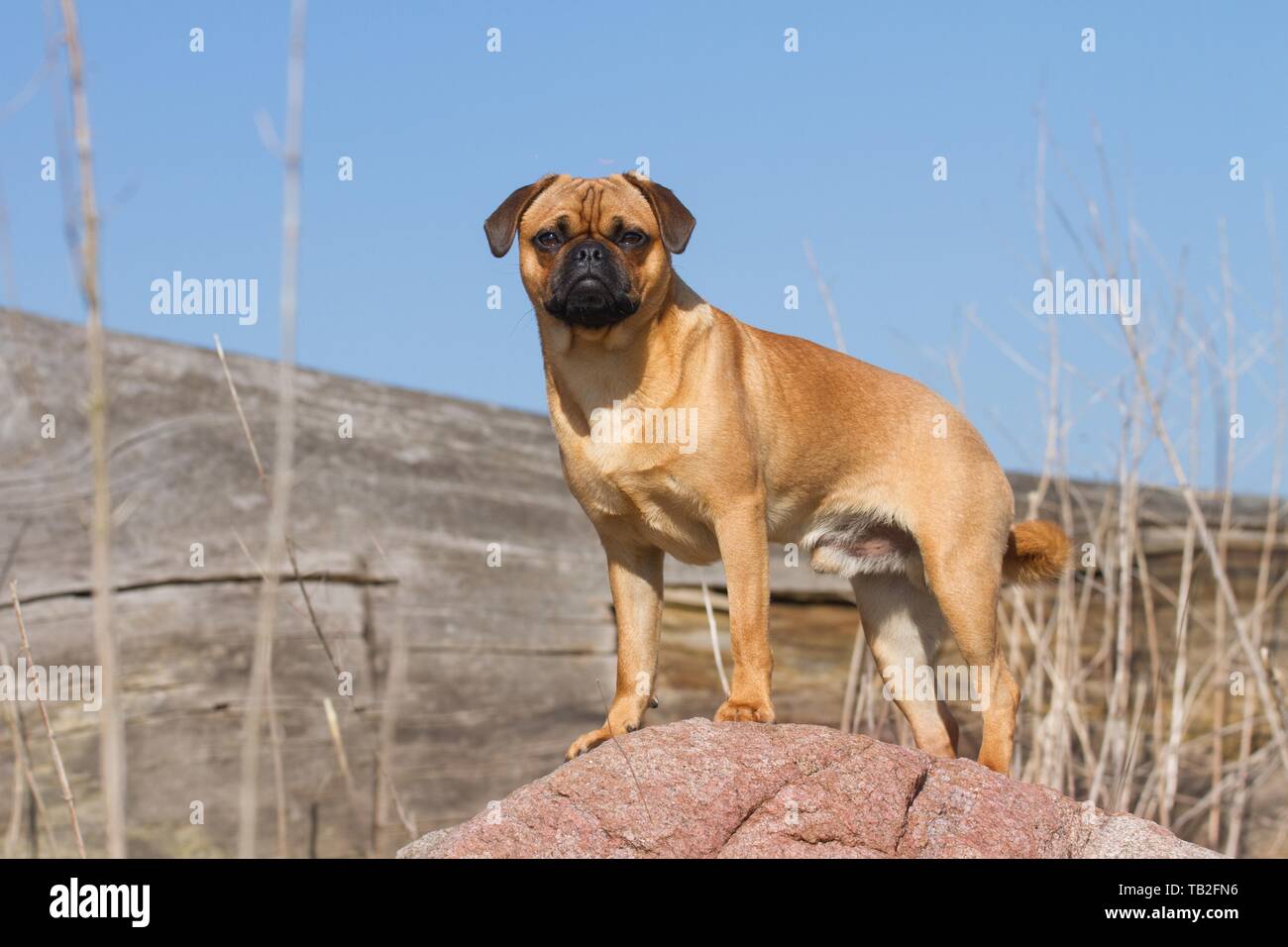 Pug stone hi-res stock photography and images - Alamy