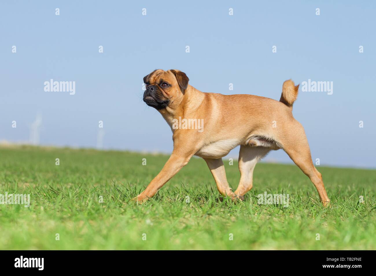 Walking pug hi-res stock photography and images - Alamy
