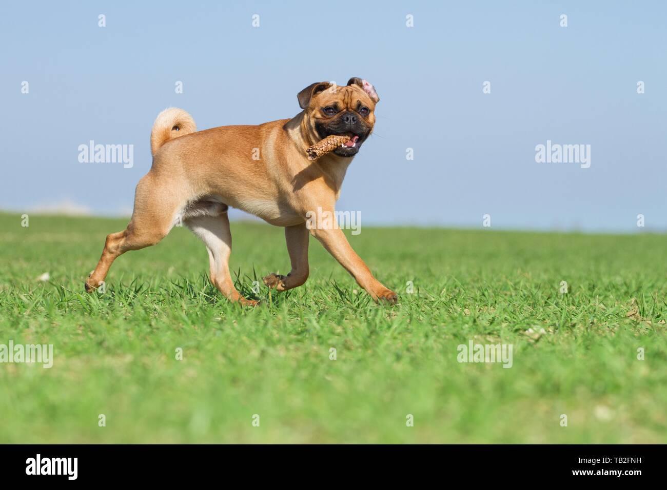 Carrying a pug hi-res stock photography and images - Alamy