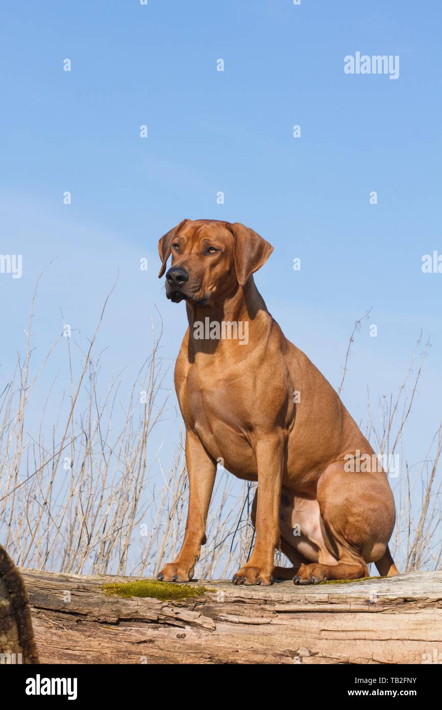 sitting Rhodesian Ridgeback Stock Photo - Alamy