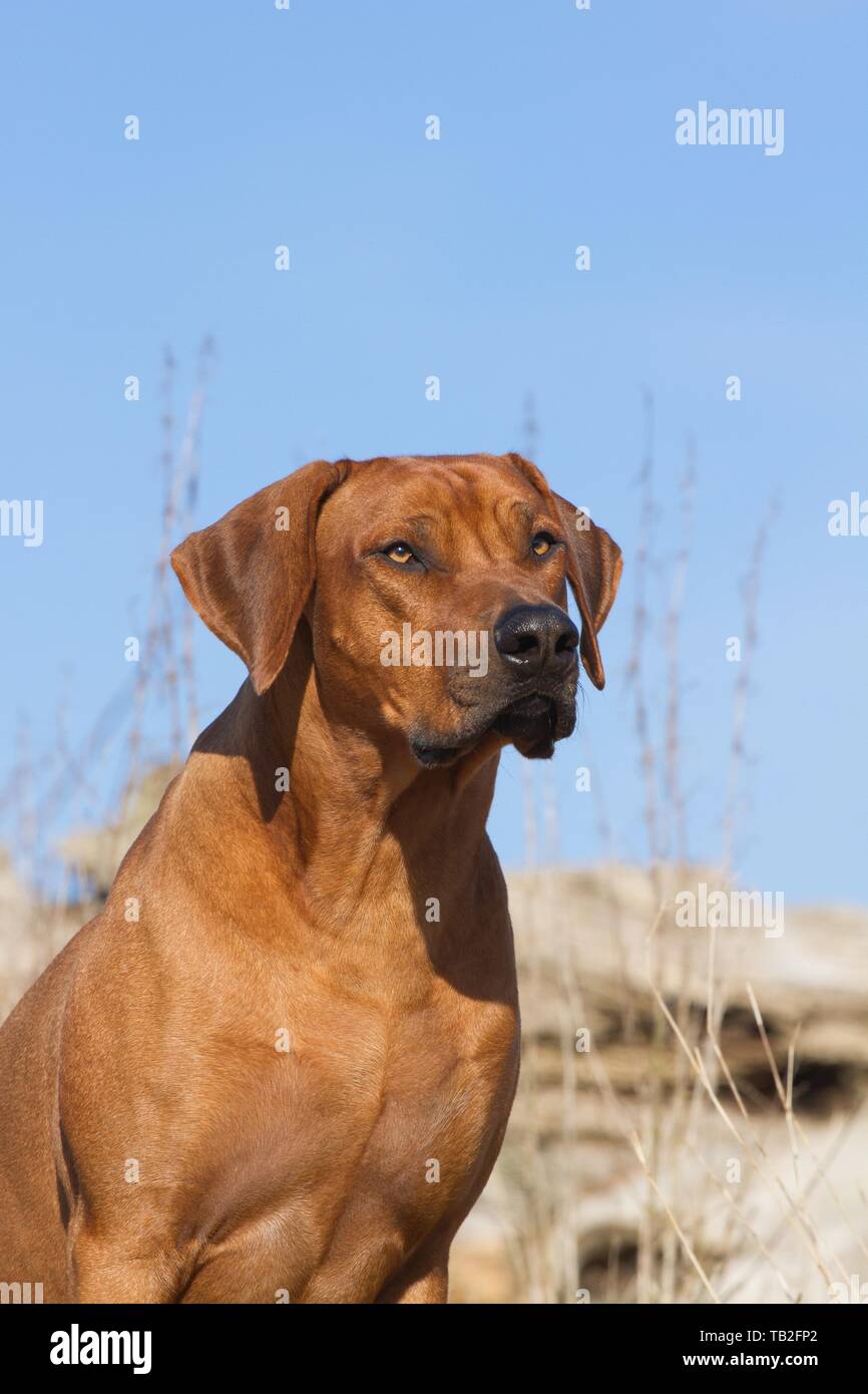 Rhodesian Ridgeback Portrait Stock Photo - Alamy