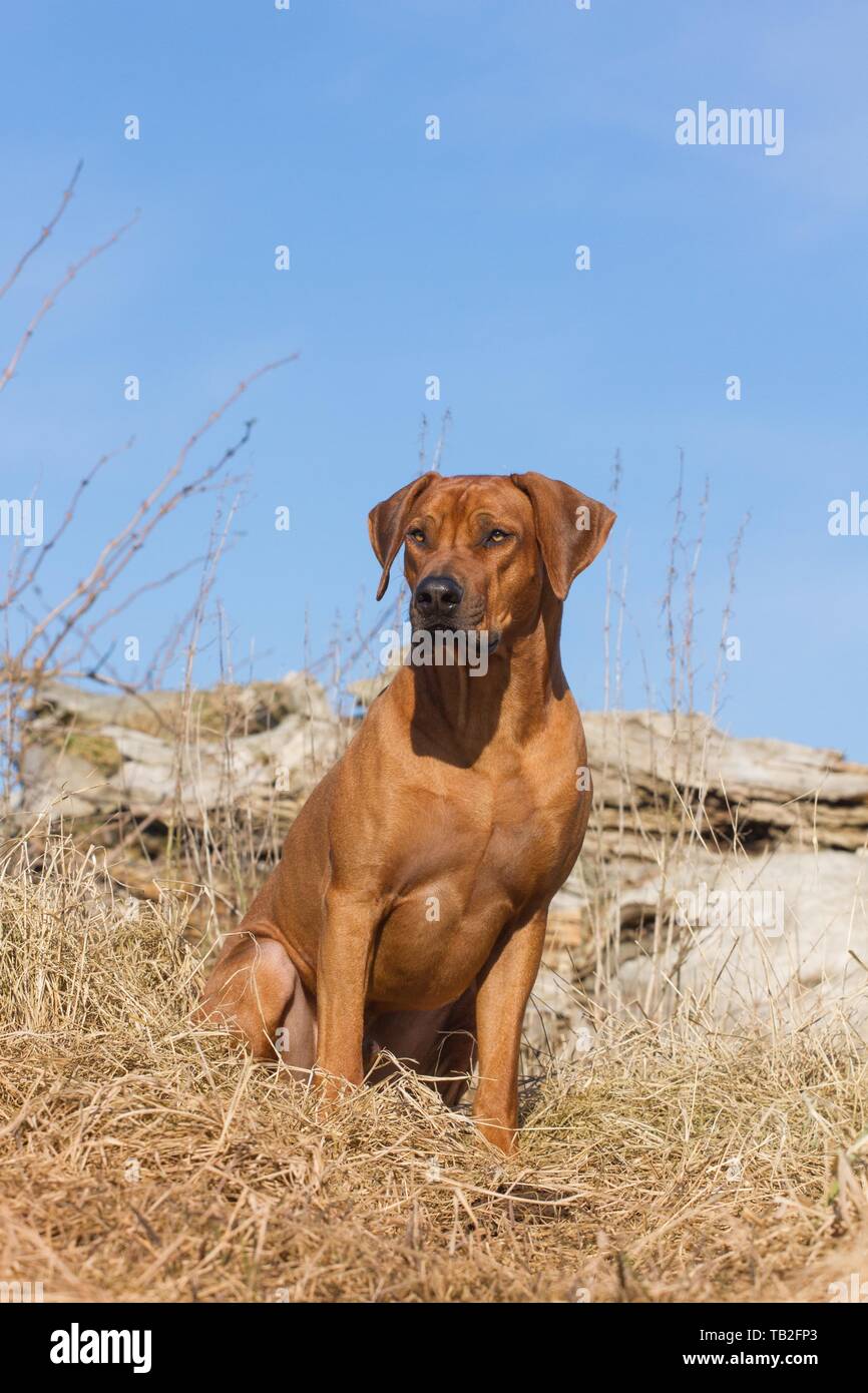 sitting Rhodesian Ridgeback Stock Photo - Alamy