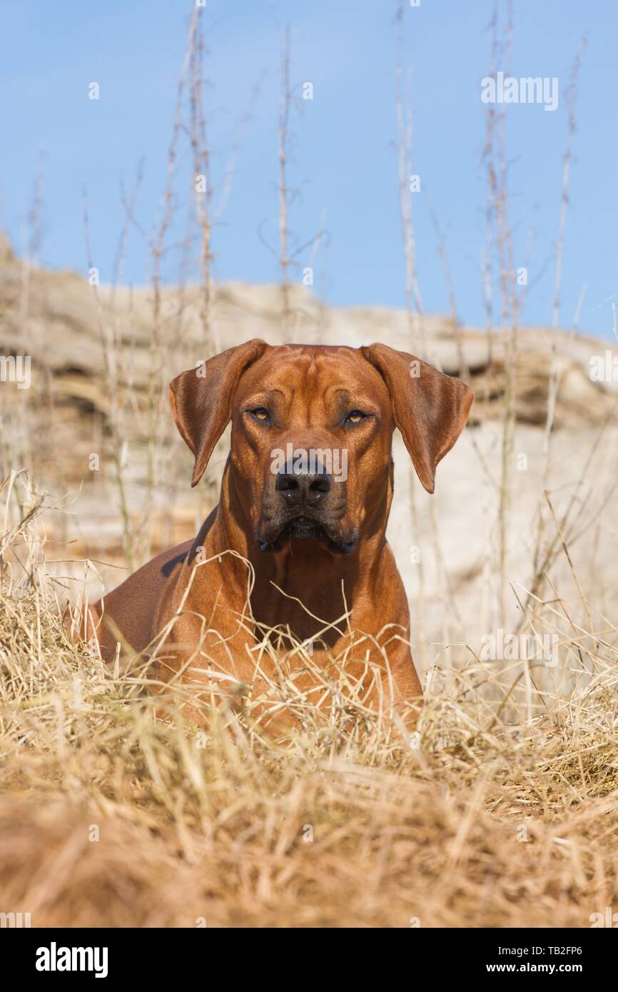 Rhodesian Ridgeback Portrait Stock Photo - Alamy