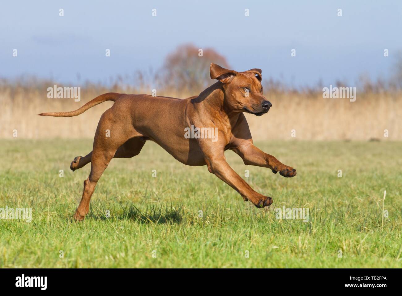 Rhodesian Ridgebacks Running
