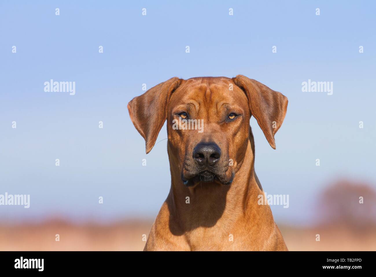 Rhodesian Ridgeback Portrait Stock Photo - Alamy