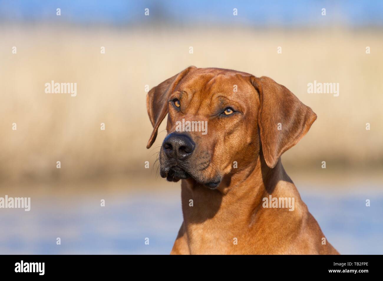 Rhodesian Ridgeback Portrait Stock Photo - Alamy